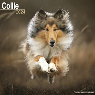 Calendrier 2024 Chiens - COLLEY
